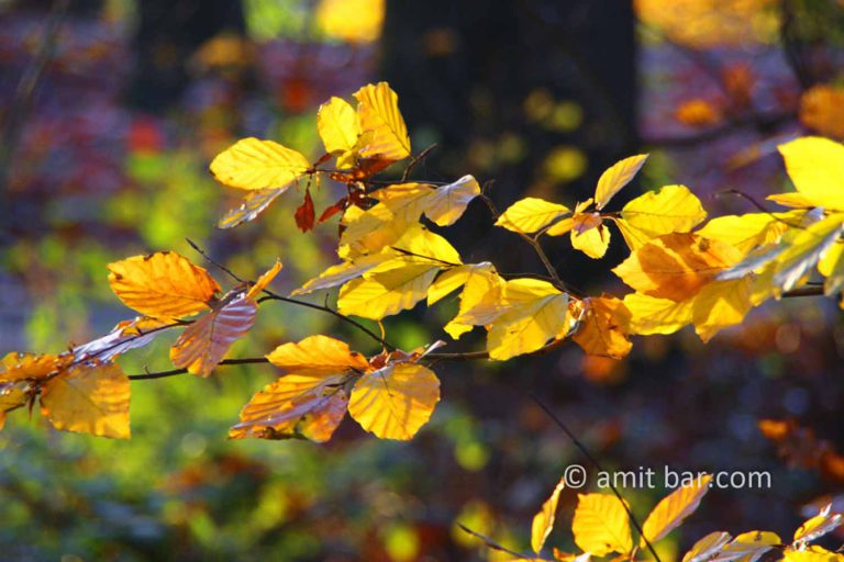 Amit Bar Art | Artistic Photos of Nudes and Body Paintings, Landscapes ...