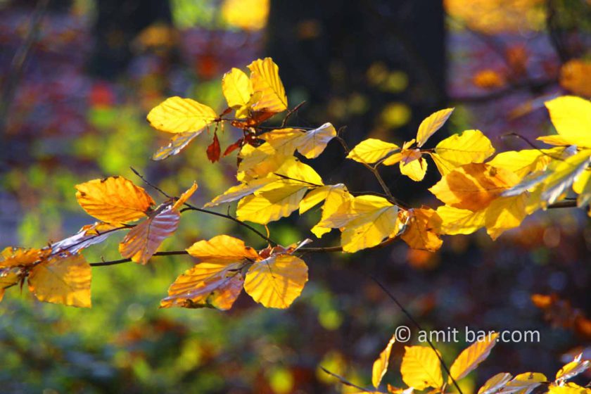 Amit Bar Art | Artistic Photos of Nudes and Body Paintings, Landscapes ...